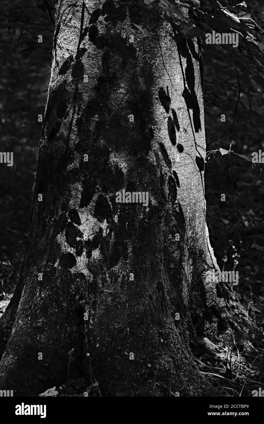 Light & Shadow On A Tree Trunk In A Forest Black & White Stock Photo ...