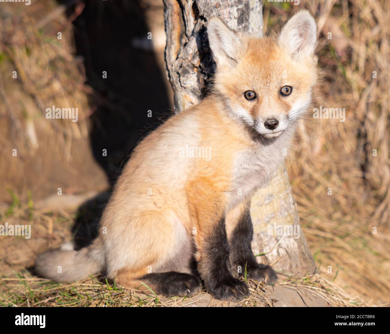 Red fox kit in the wild Stock Photo - Alamy