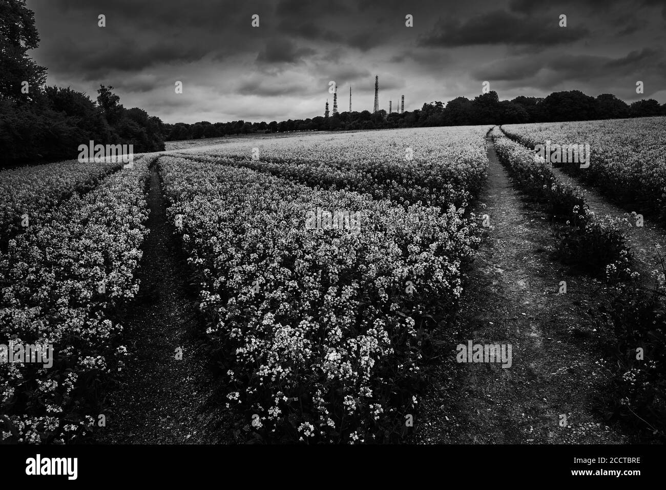 Black & White Field, With Pathways Stock Photo - Alamy