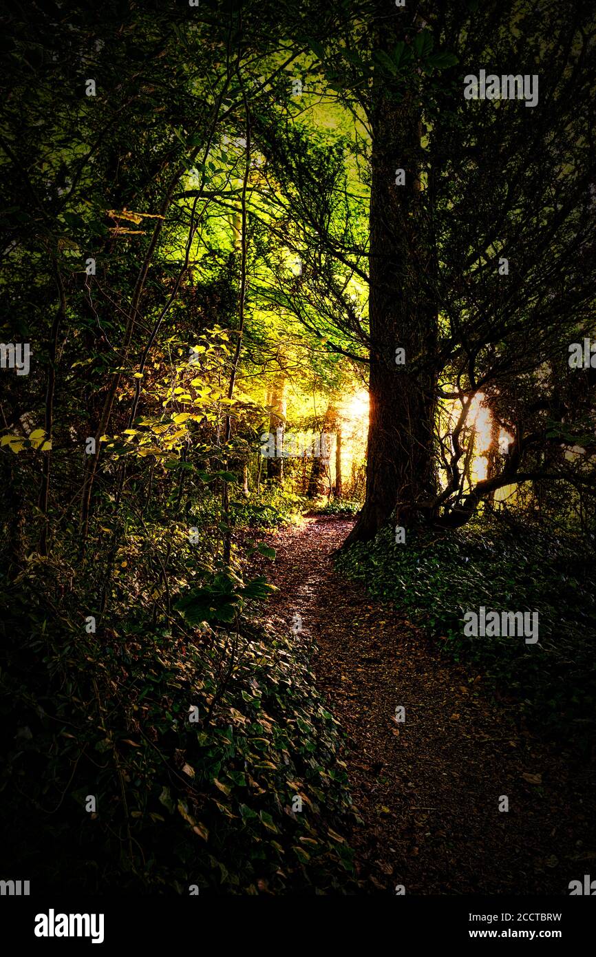 Cocooned trees hi-res stock photography and images - Alamy