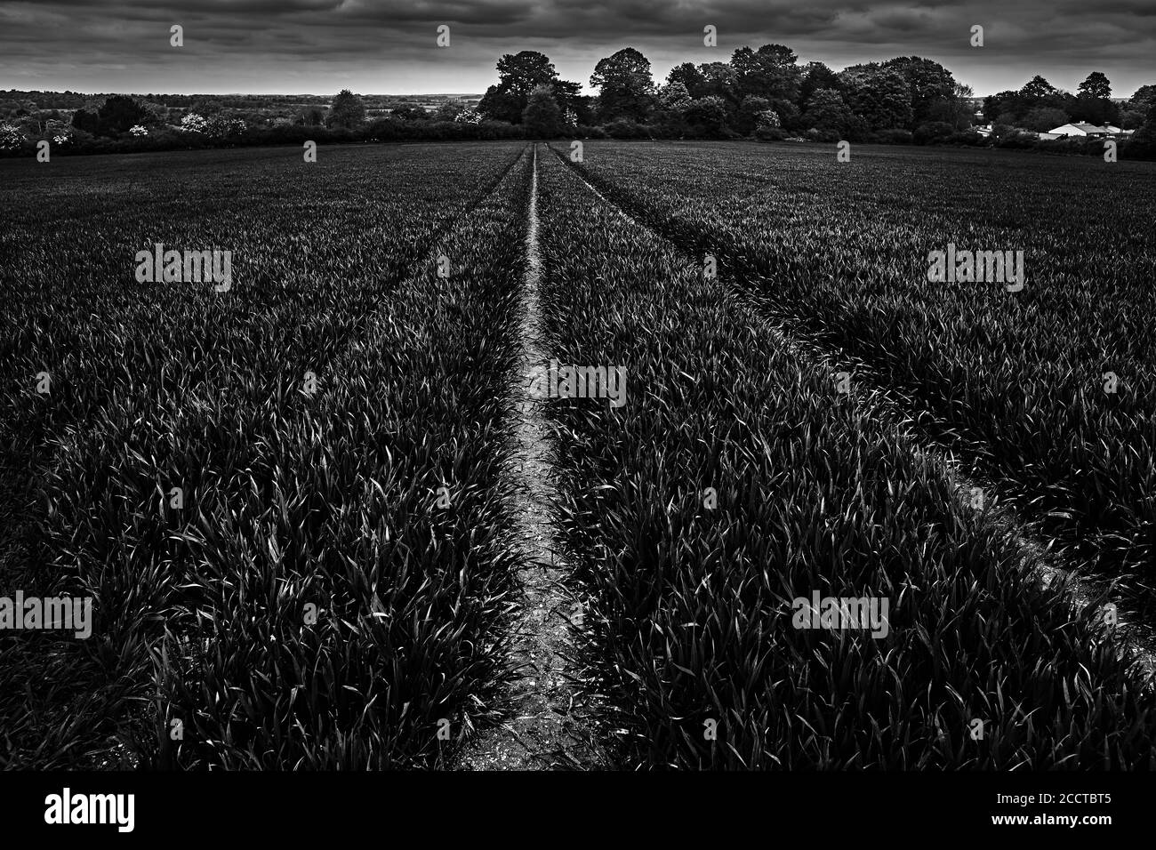 Black & White Field, With Pathways Stock Photo - Alamy