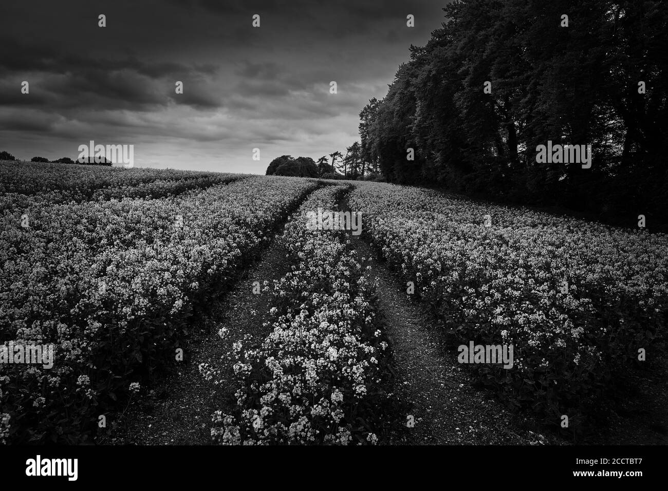 Black & White Field, With Path Ahead Stock Photo - Alamy