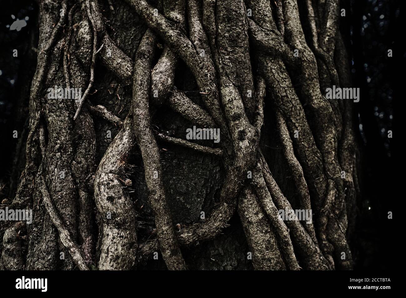 Stranglers On Tree, Subdued Colours Stock Photo - Alamy