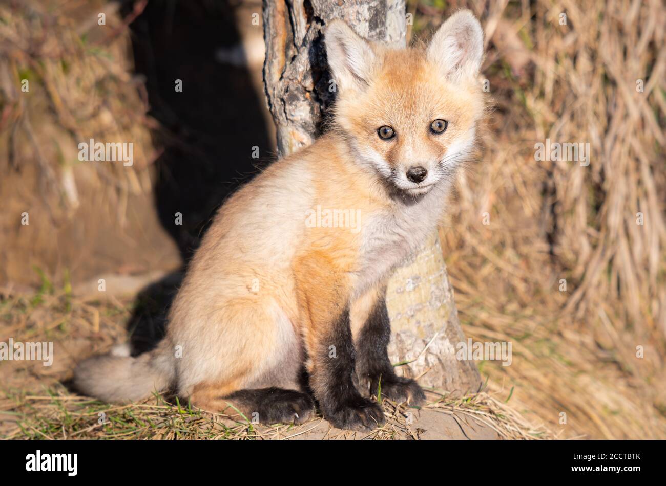 Red fox kit in the wild Stock Photo - Alamy