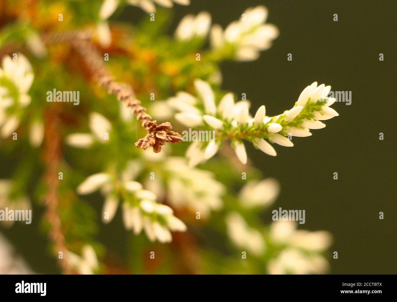 Close up of a dead branch and a live branch with white flowers of a ...
