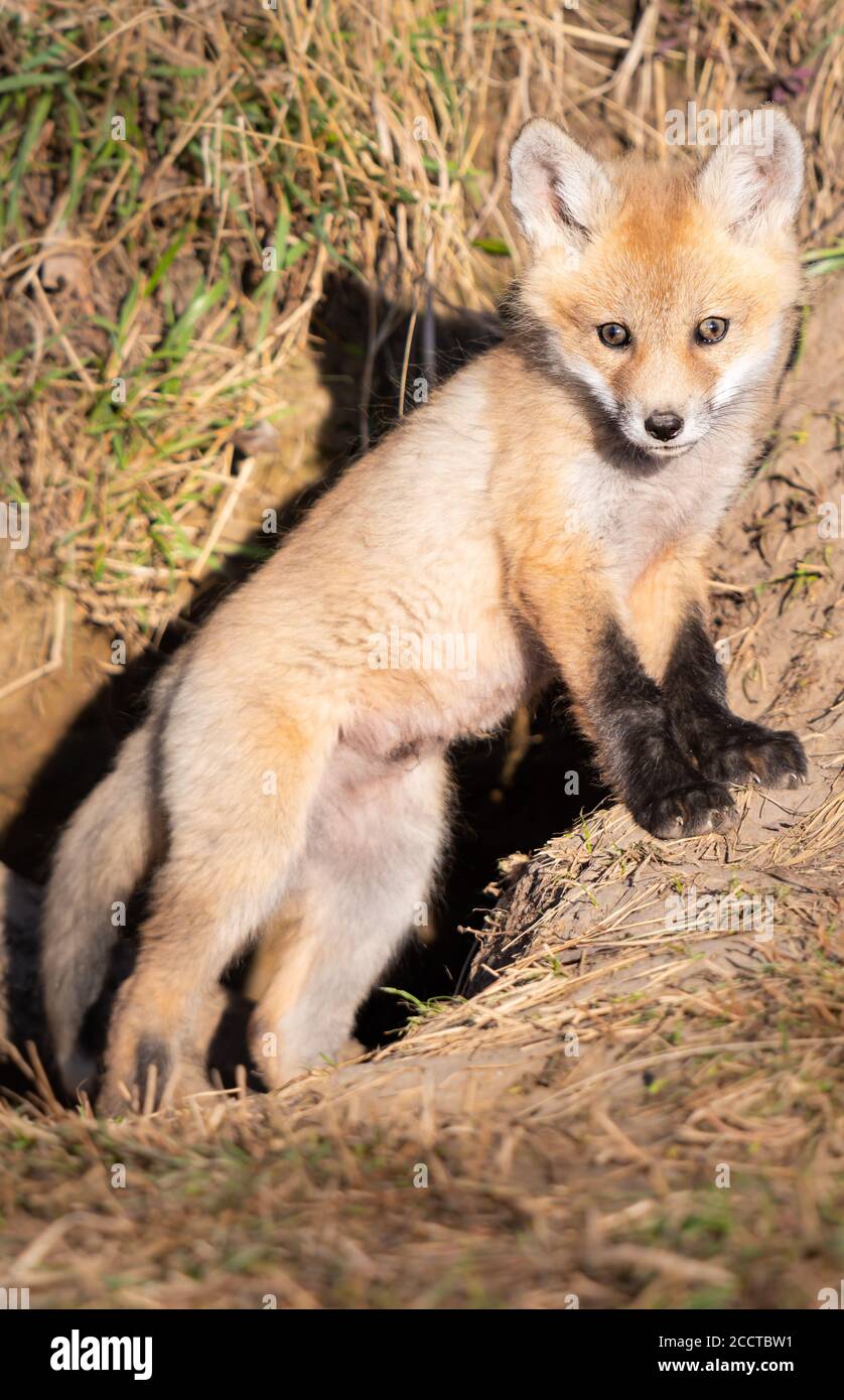 Red fox kit in the wild Stock Photo - Alamy