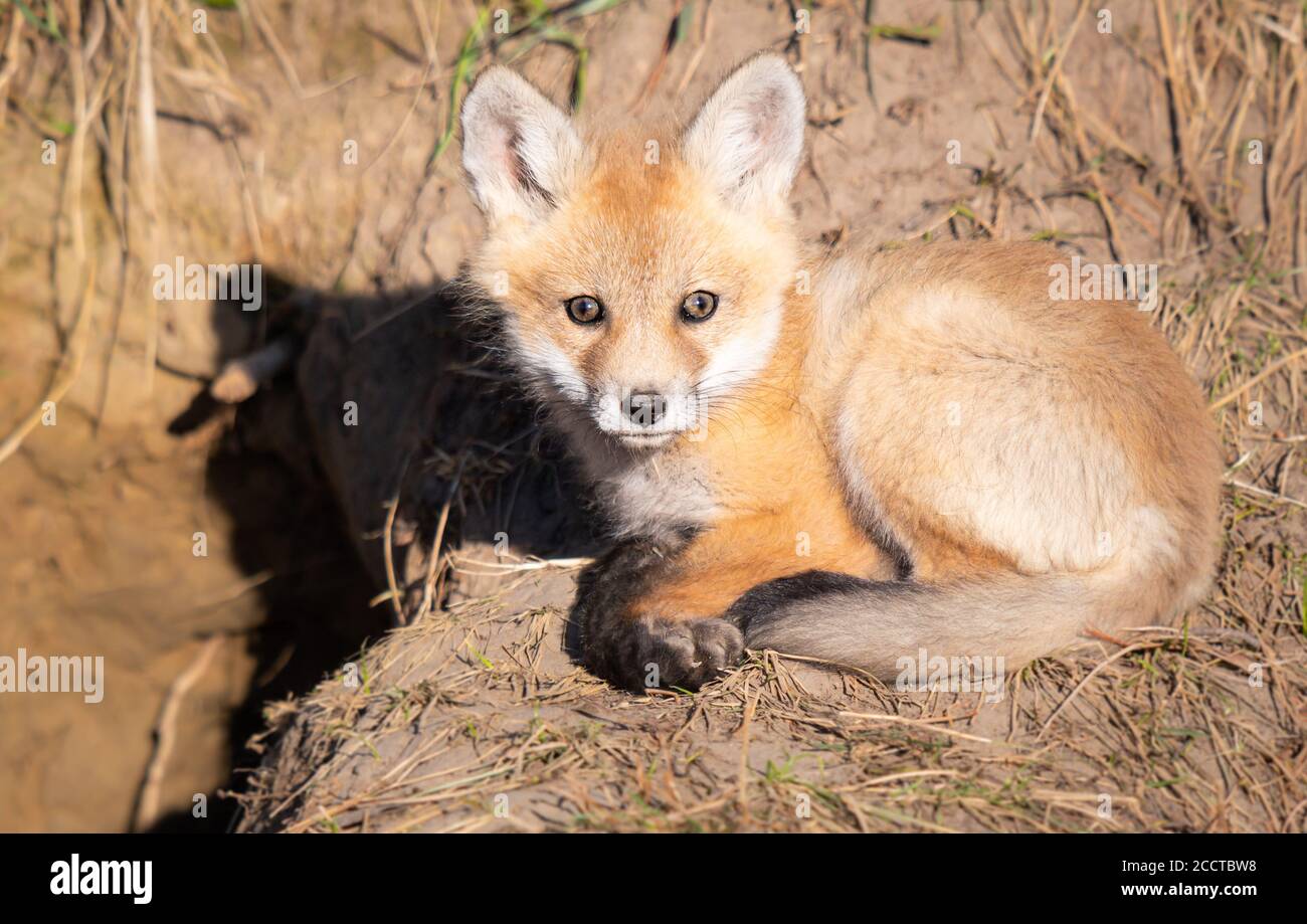Red fox kit in the wild Stock Photo - Alamy