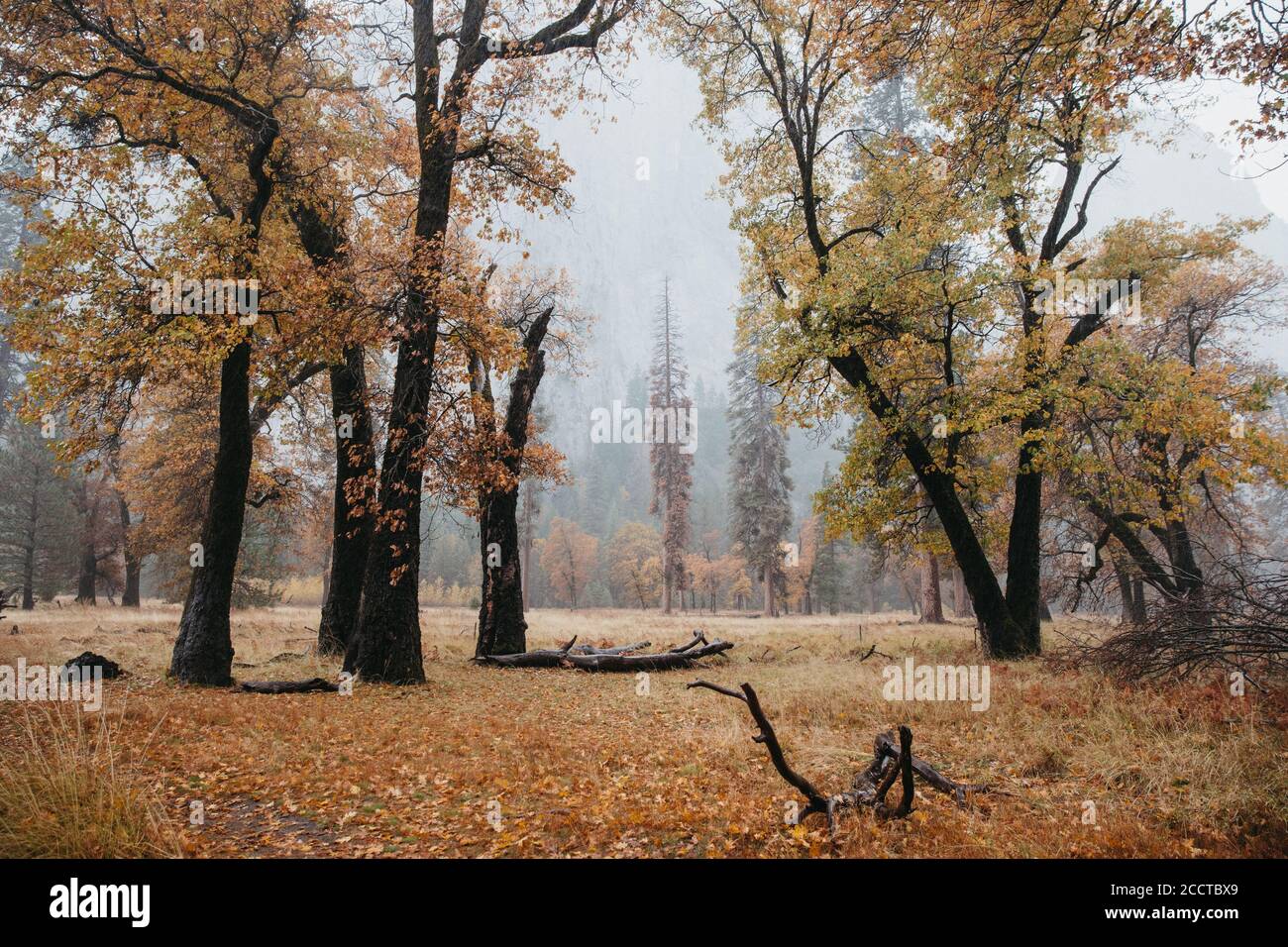 Fall colors in foggy Yosemite National Park Stock Photo - Alamy