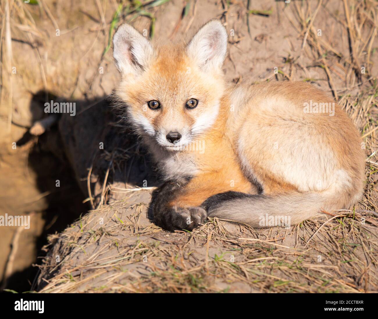 Red fox kit in the wild Stock Photo - Alamy