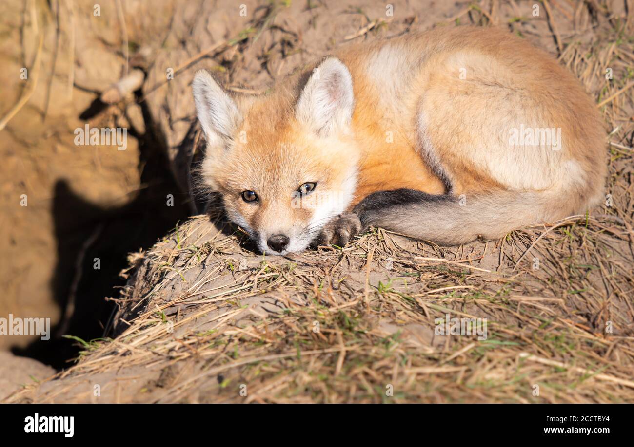 Red fox kit in the wild Stock Photo - Alamy