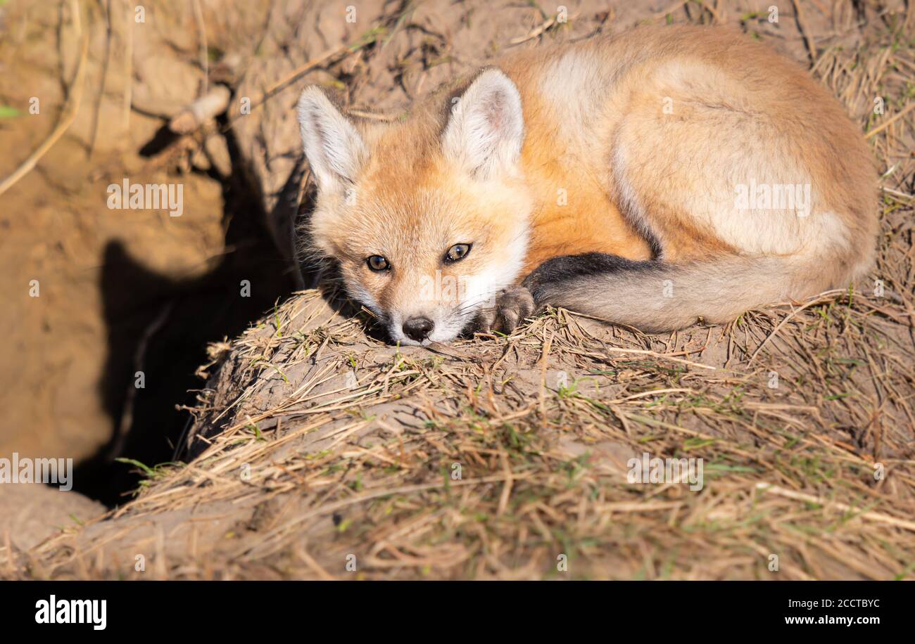 Red fox kit in the wild Stock Photo - Alamy