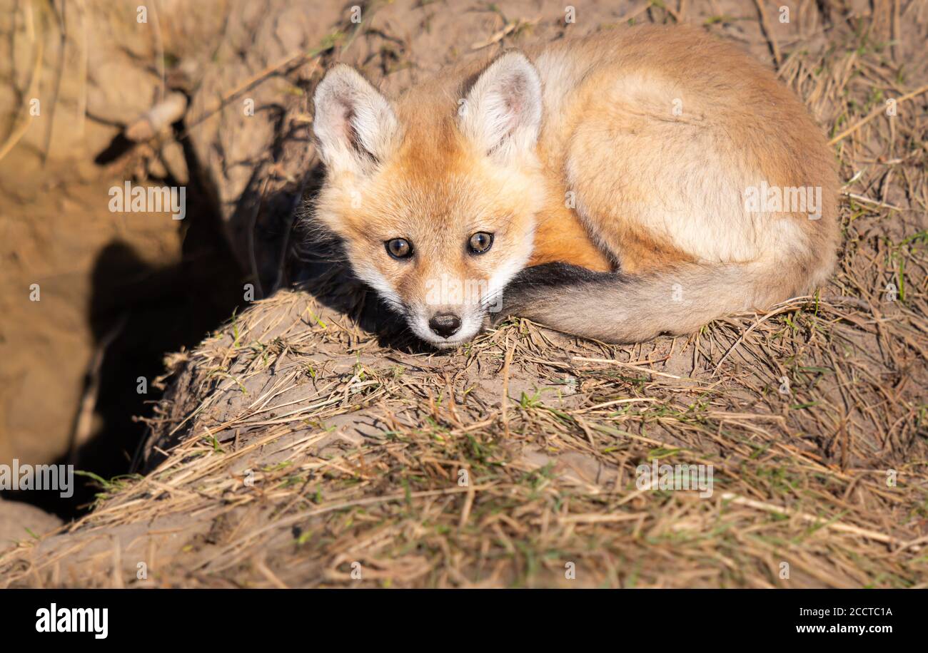 Red fox kit in the wild Stock Photo - Alamy