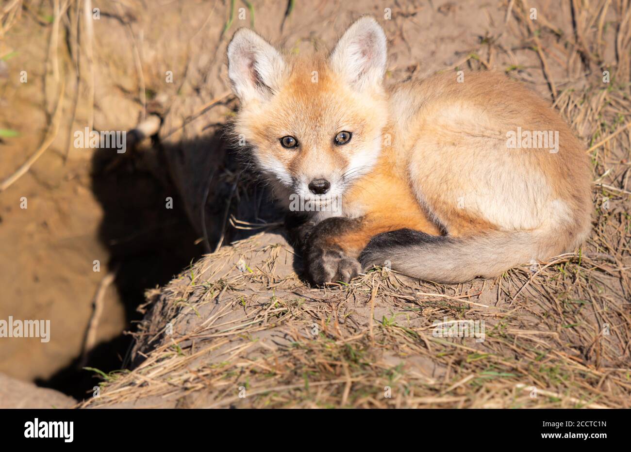Red fox kit in the wild Stock Photo - Alamy