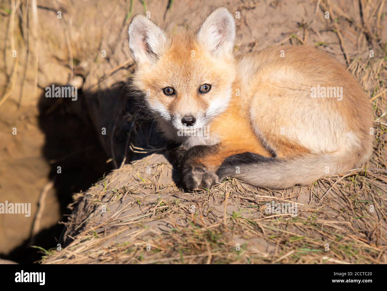 Red fox kit in the wild Stock Photo - Alamy
