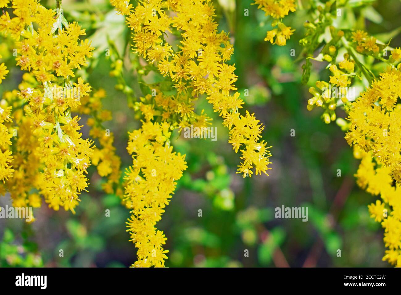 Goldenrod Adding Beauty to the Roadside Stock Photo - Alamy