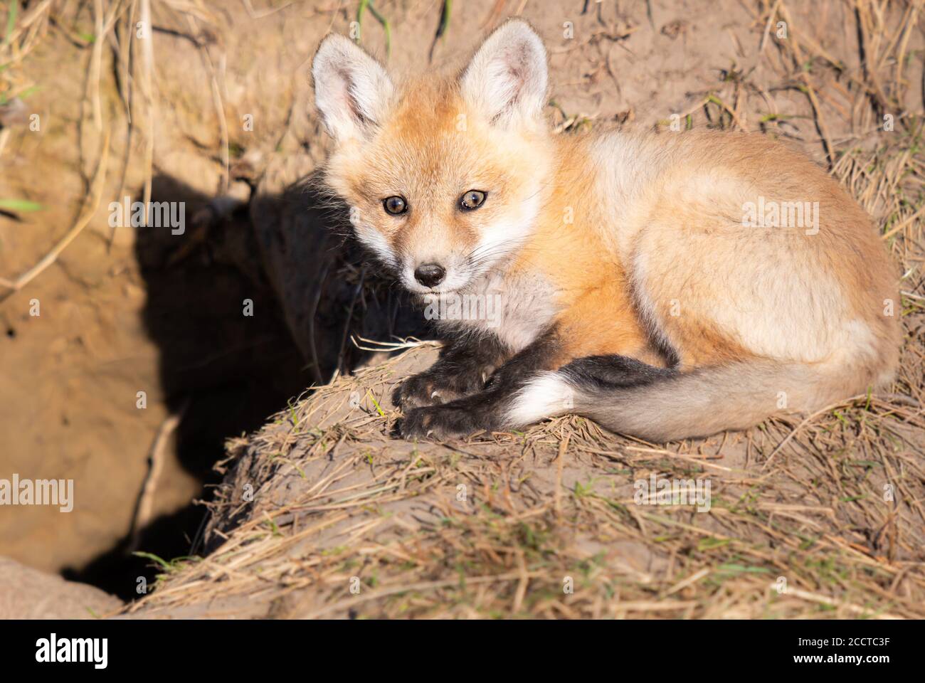 Red fox kit in the wild Stock Photo - Alamy