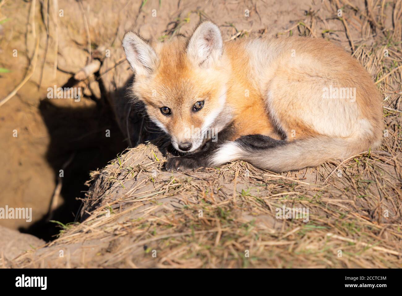 Red fox kit in the wild Stock Photo - Alamy