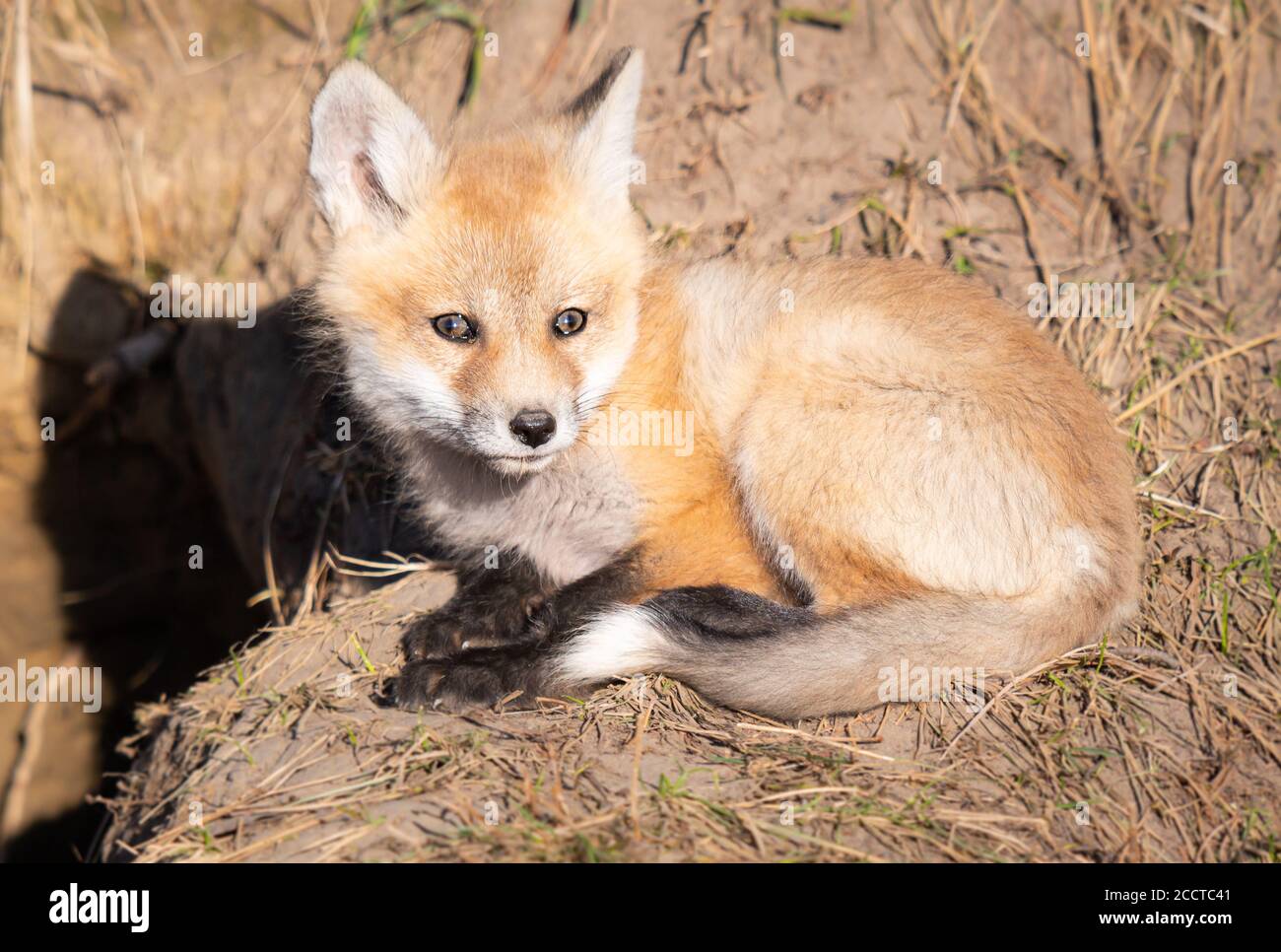 Red fox kit in the wild Stock Photo - Alamy