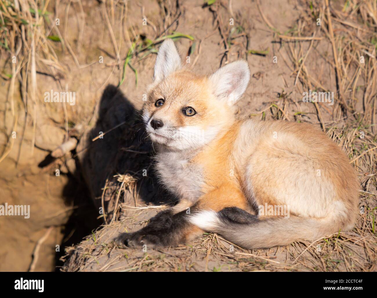 Red fox kit in the wild Stock Photo - Alamy