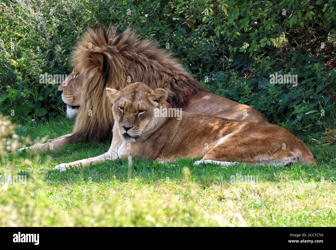 Yorkshire, UK. Yorkshire Wildlife Park, commonly referred to as YWP, is ...