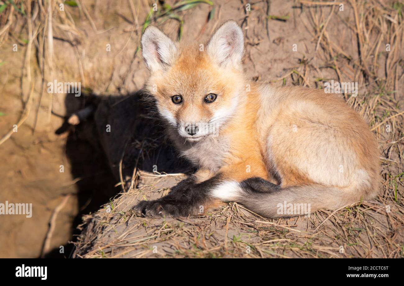 Red fox kit in the wild Stock Photo - Alamy