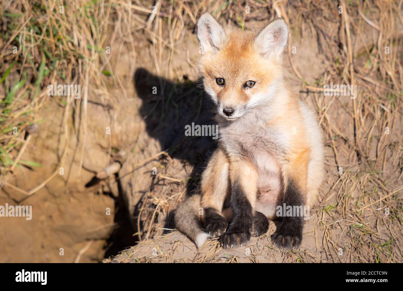 Red fox kit in the wild Stock Photo - Alamy