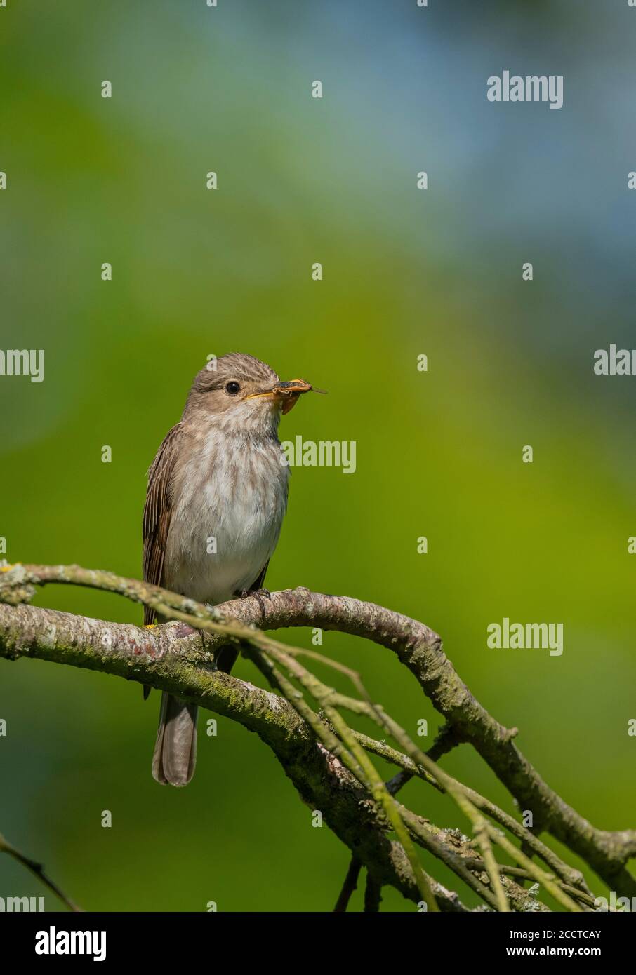 Spotted flycatcher, Muscicapa striata, with male Vapourer moth prey in ...
