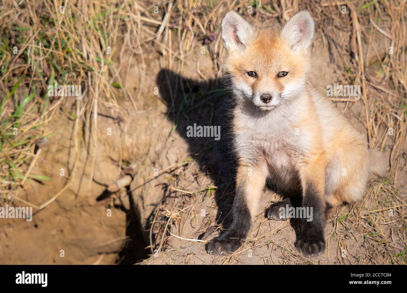 Red fox kit in the wild Stock Photo - Alamy