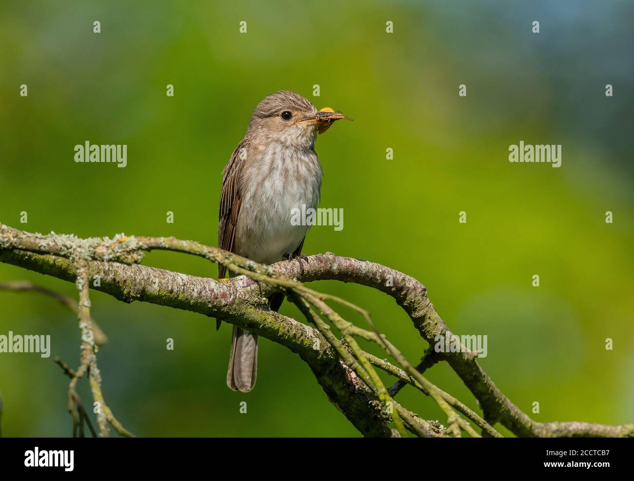 Spotted flycatcher, Muscicapa striata, with male Vapourer moth prey in ...