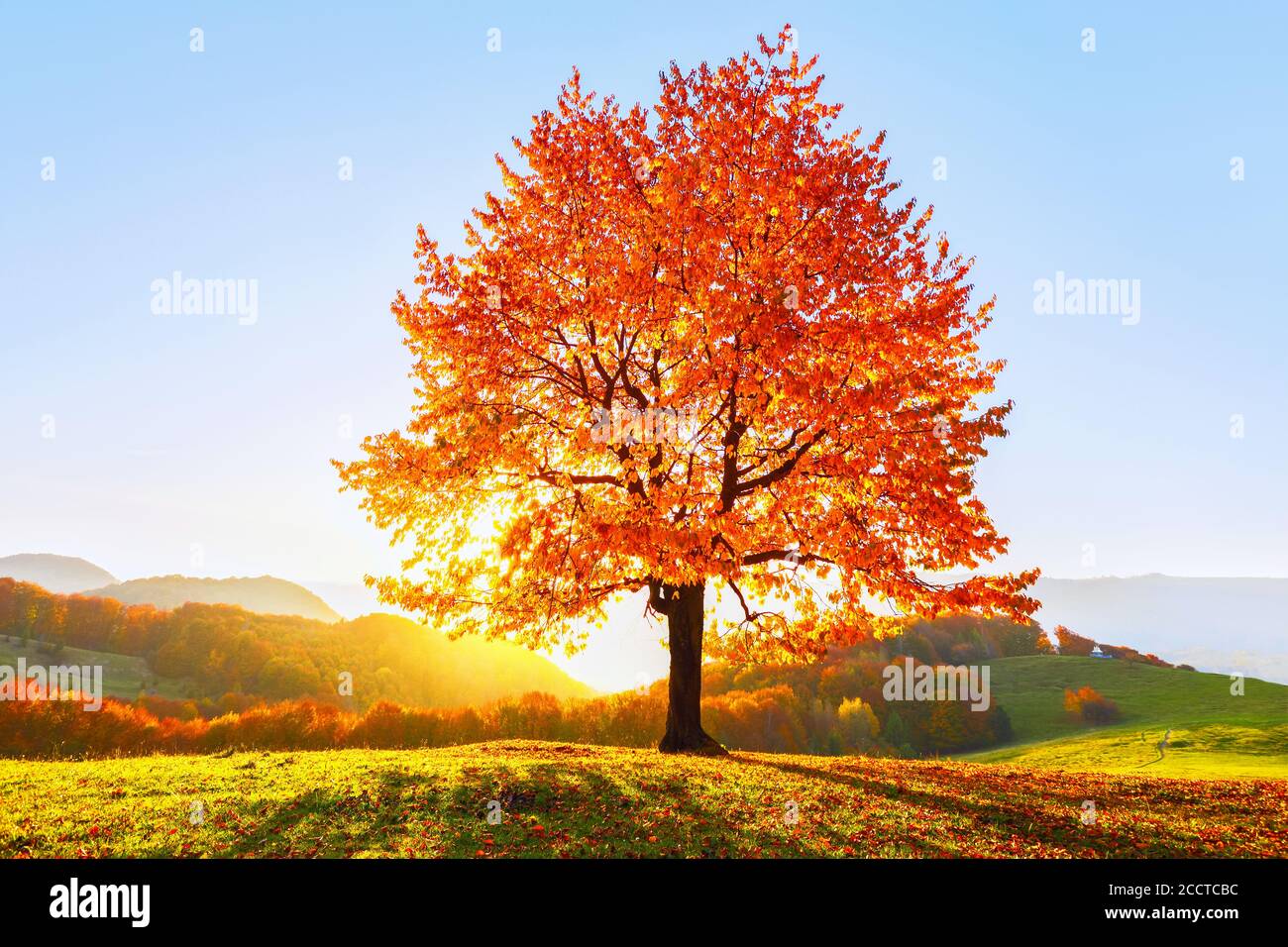 Strong tree hi-res stock photography and images - Alamy