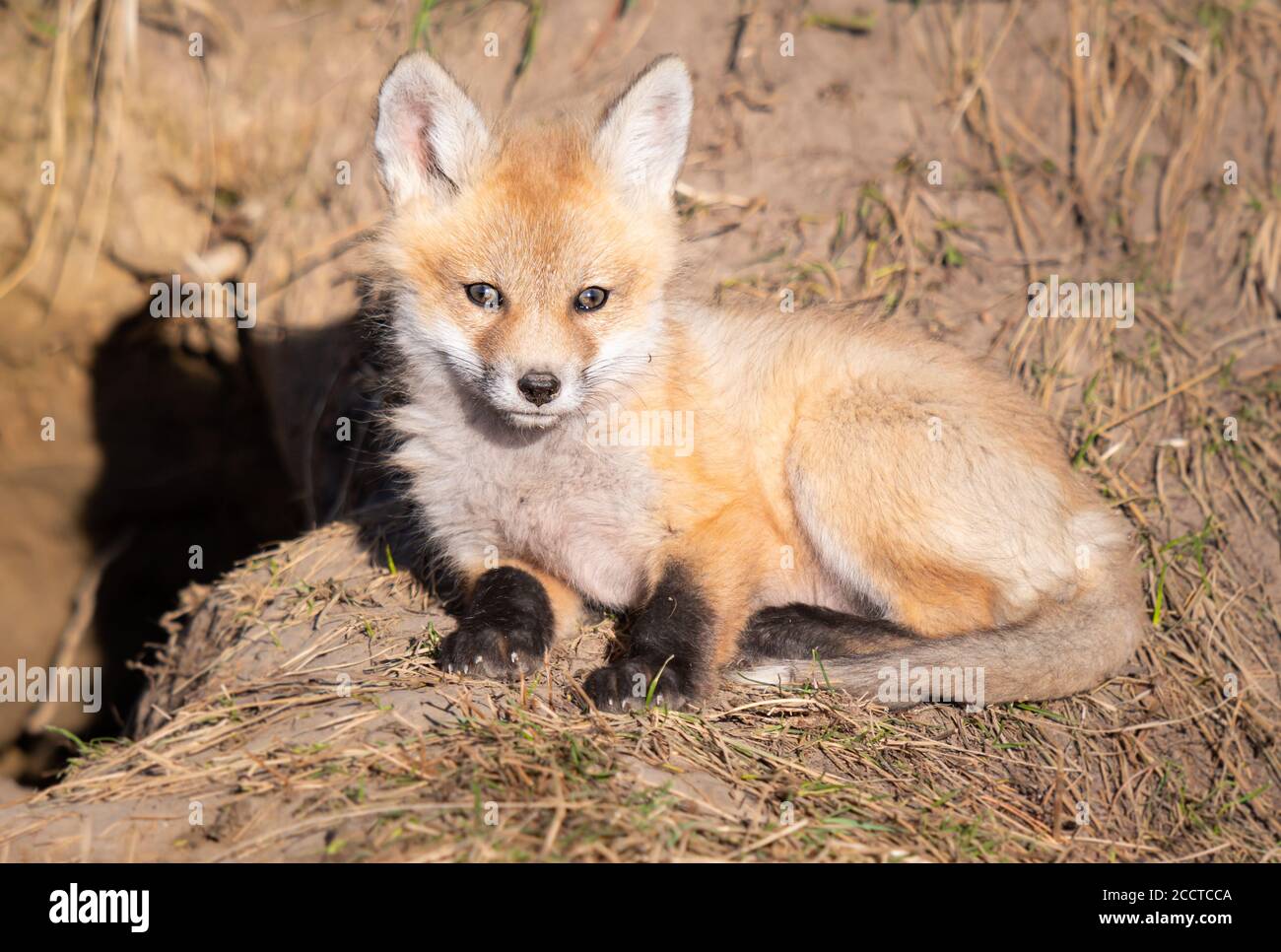 Red fox kit in the wild Stock Photo - Alamy