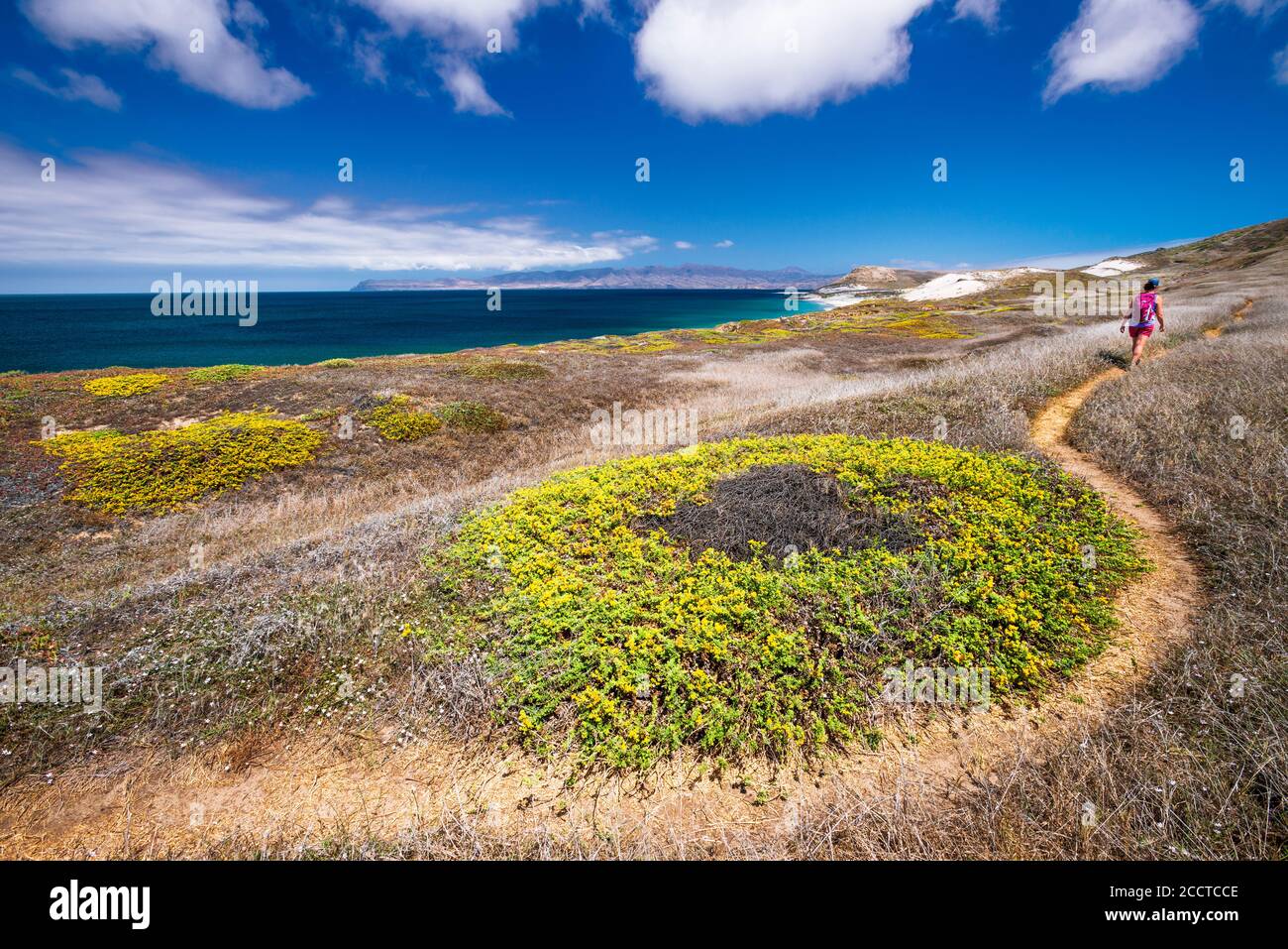 Wildflowers and hiker on the Skunk Point trail, Santa Rosa Island ...