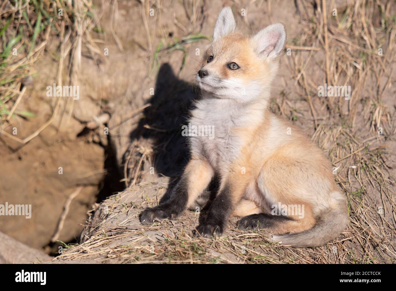 Red fox kit in the wild Stock Photo - Alamy