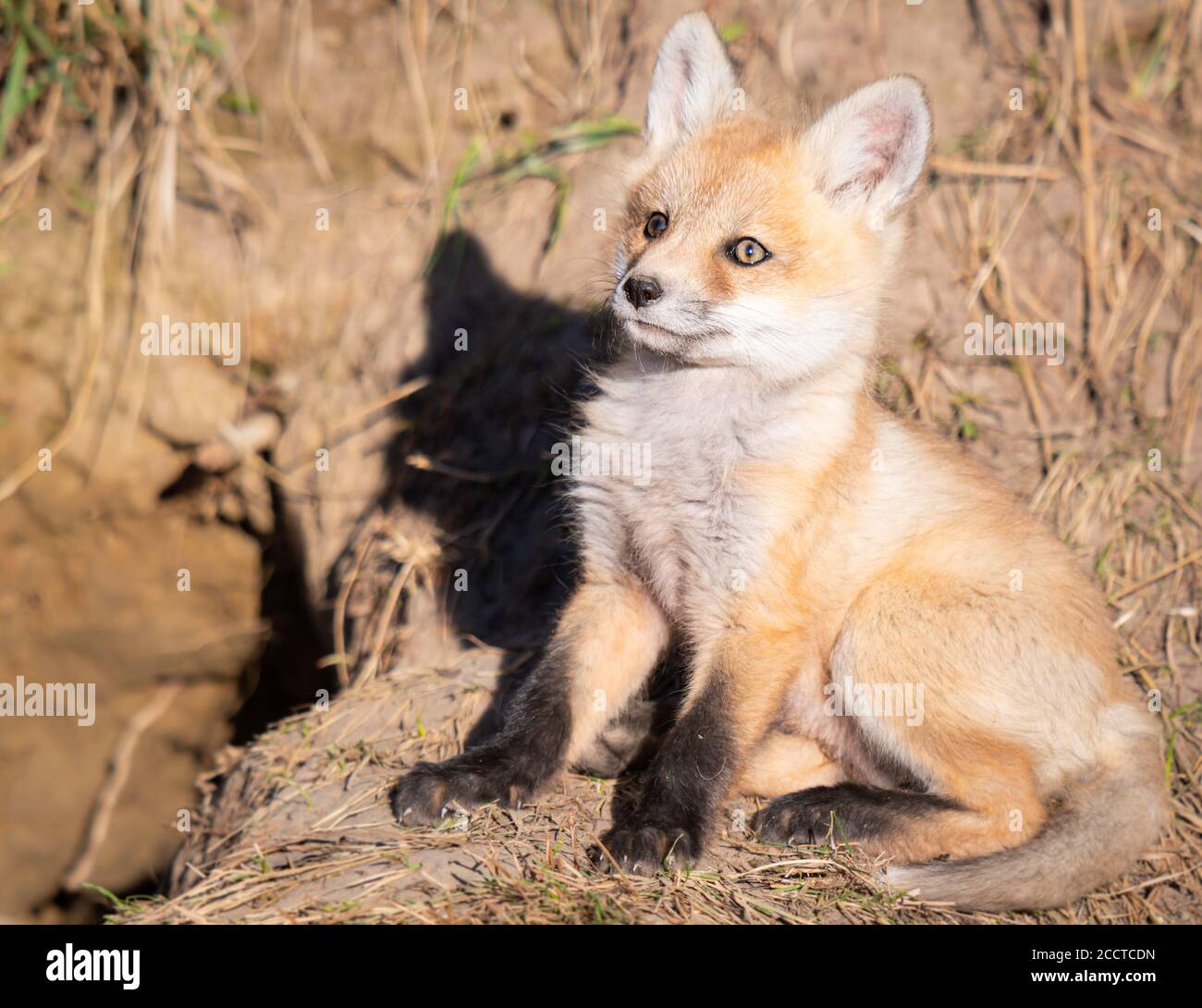 Red fox kit in the wild Stock Photo - Alamy