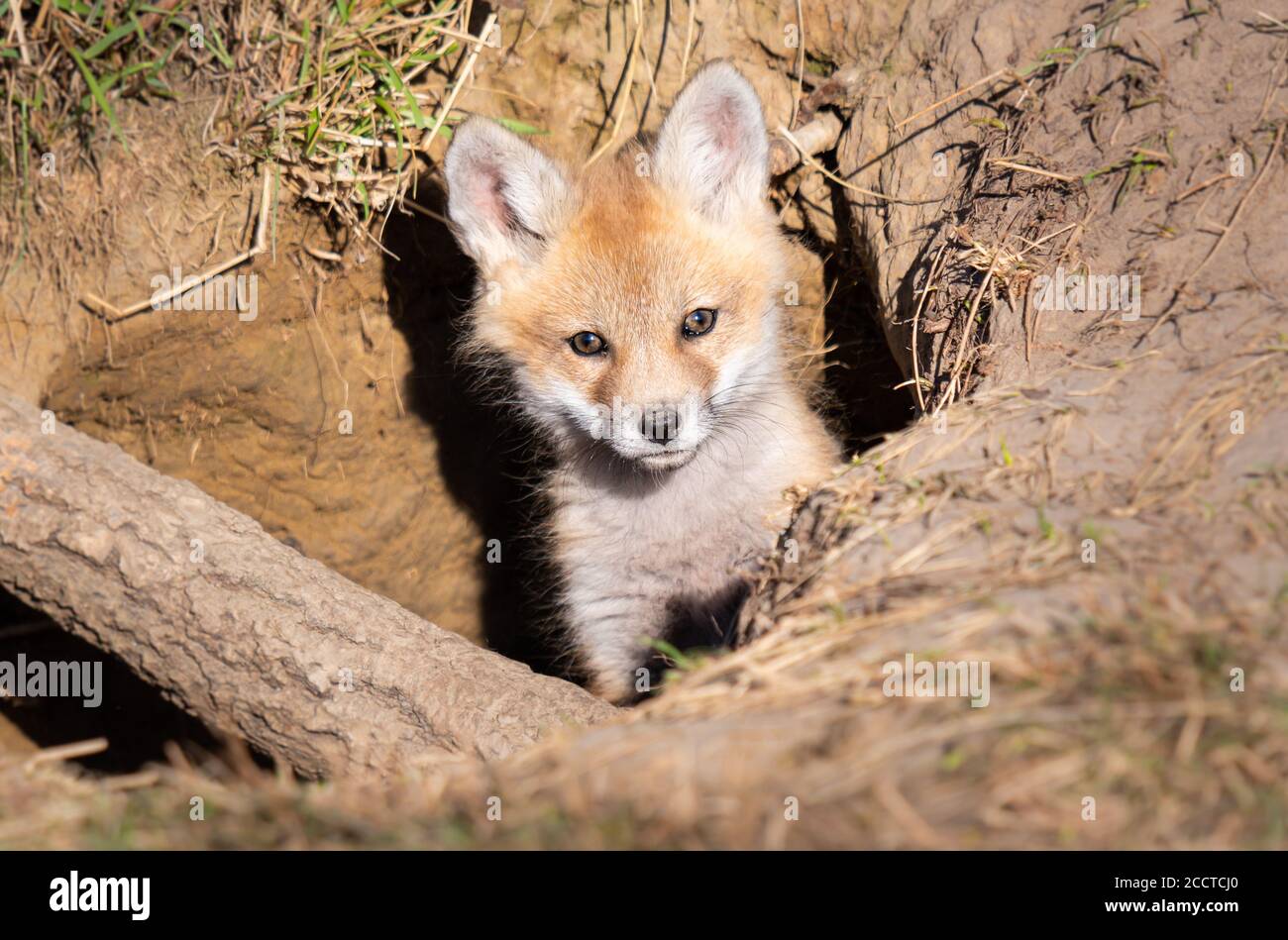 Red fox kit in the wild Stock Photo - Alamy