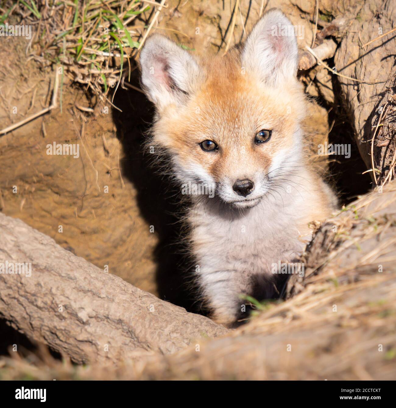 Red fox kit in the wild Stock Photo - Alamy