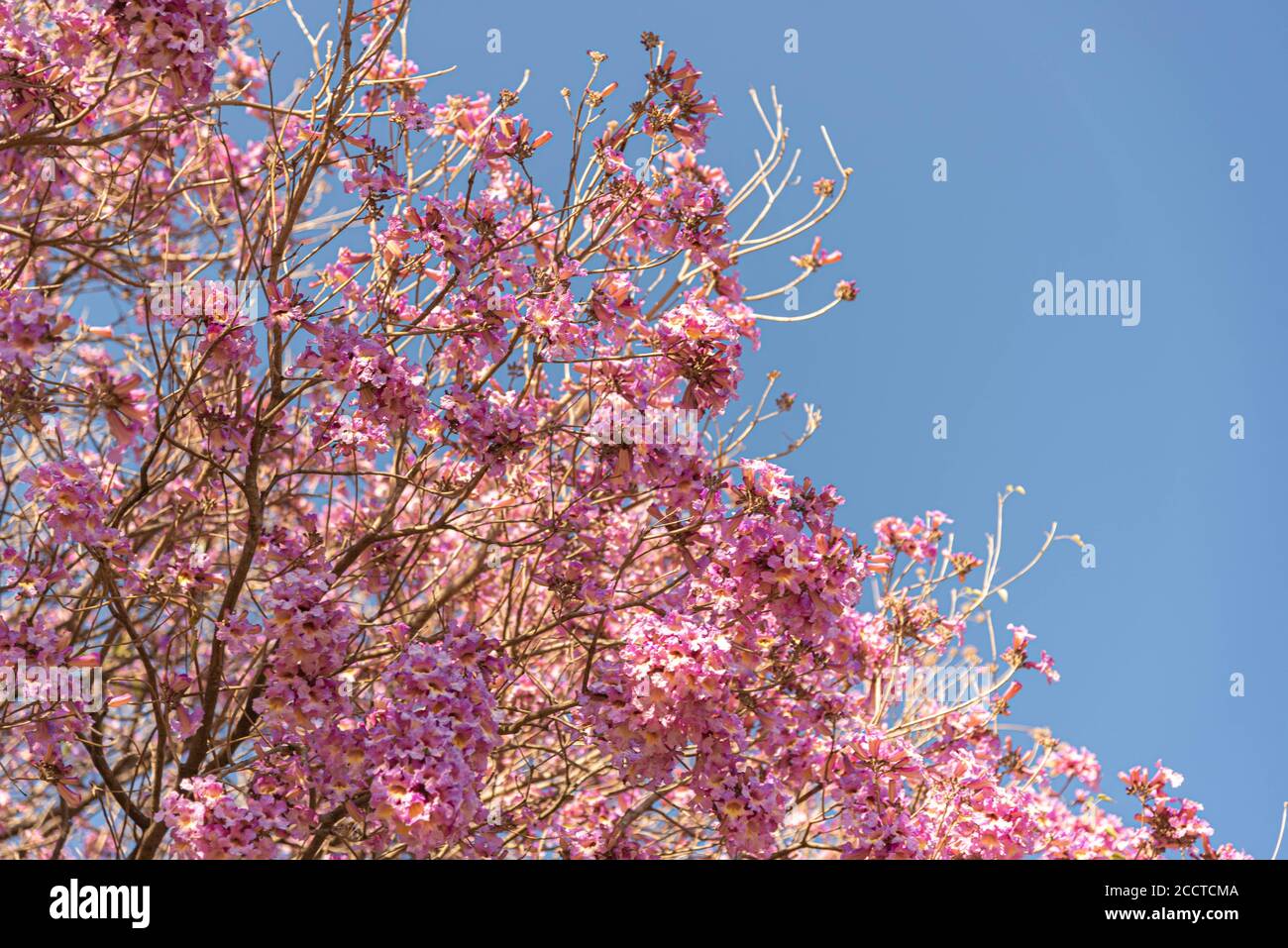 Flowers of the Ipê Rosa tree (Handroanthus heptaphyllus). The ipe-rosa ...