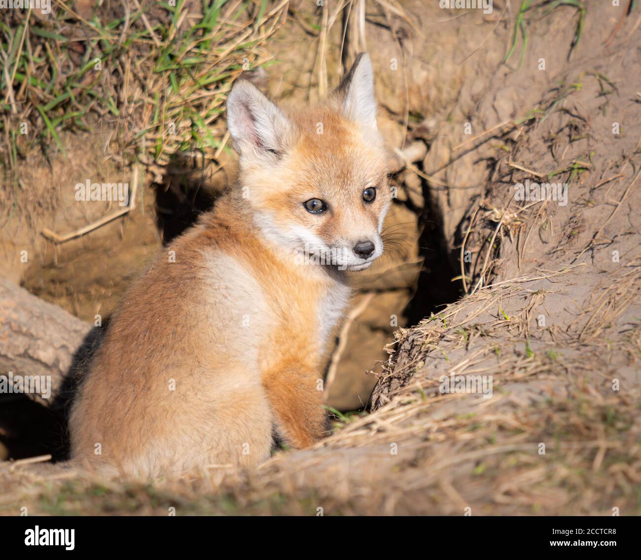 Red fox kit in the wild Stock Photo - Alamy