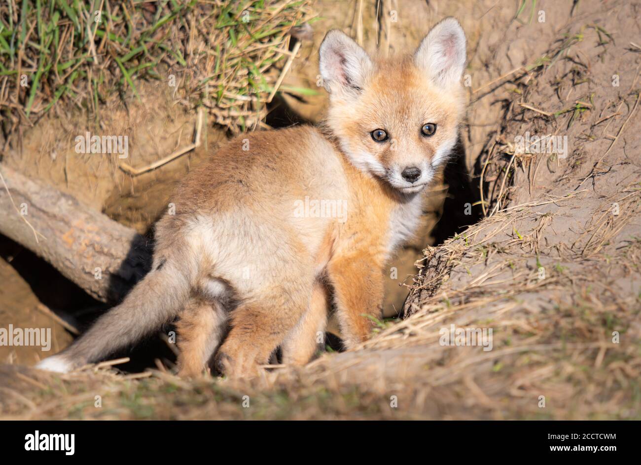 Red fox kit in the wild Stock Photo - Alamy