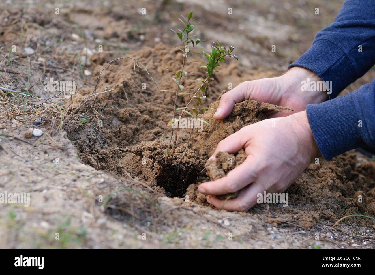 a man plants a Bush in the ground Stock Photo - Alamy