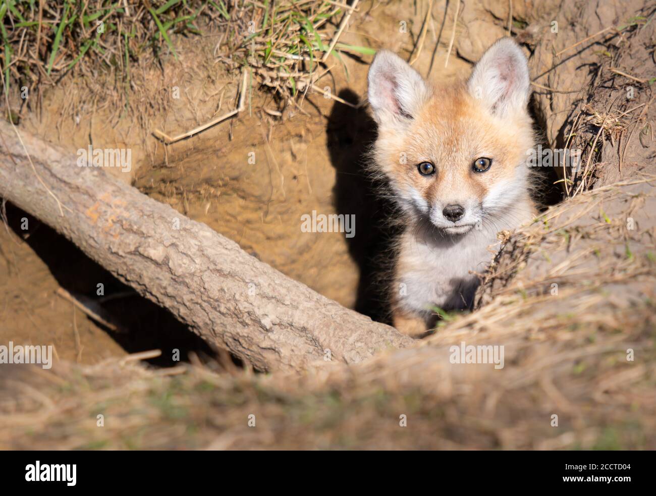 Red fox kit in the wild Stock Photo - Alamy