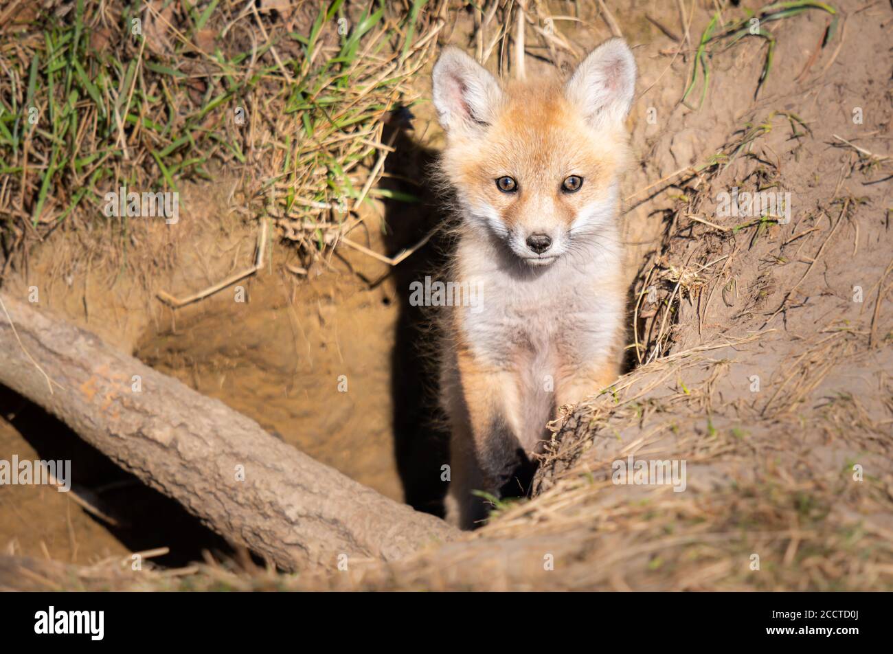 Red fox kit in the wild Stock Photo - Alamy