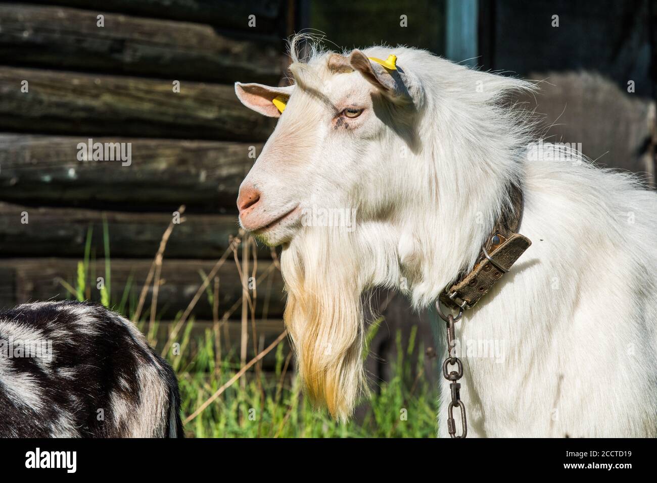 white goat portrait on the farm outdoor Stock Photo - Alamy