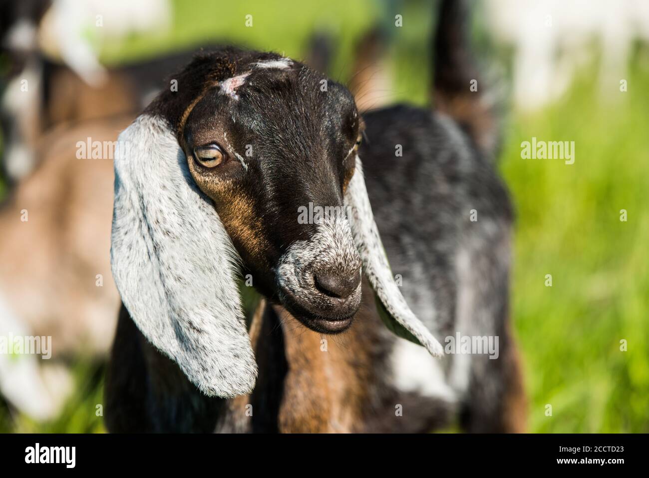 south african boer goat doeling portrait on nature Stock Photo - Alamy