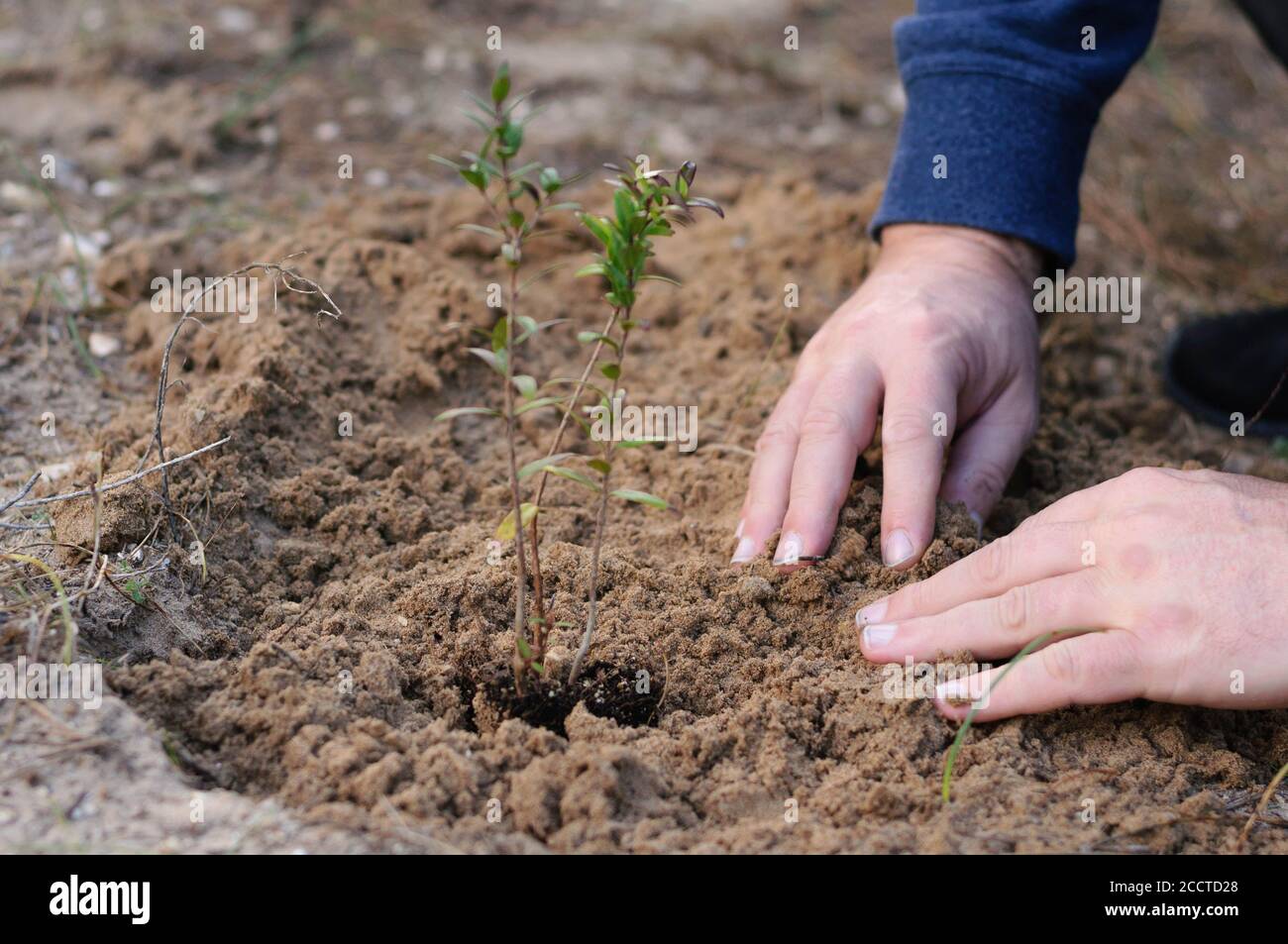 a man plants a Bush in the ground Stock Photo - Alamy