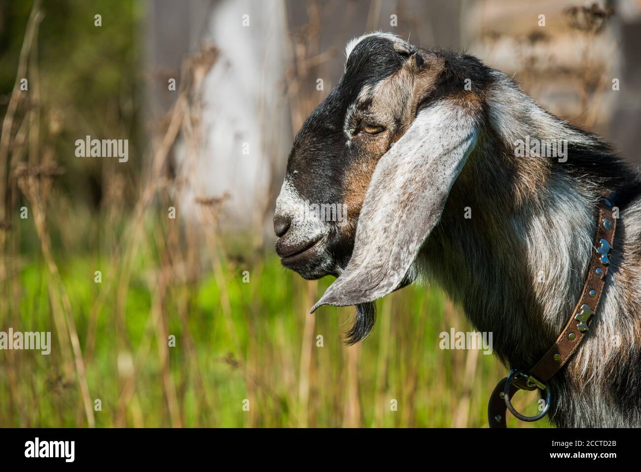 south african boer goat doeling portrait on nature Stock Photo - Alamy