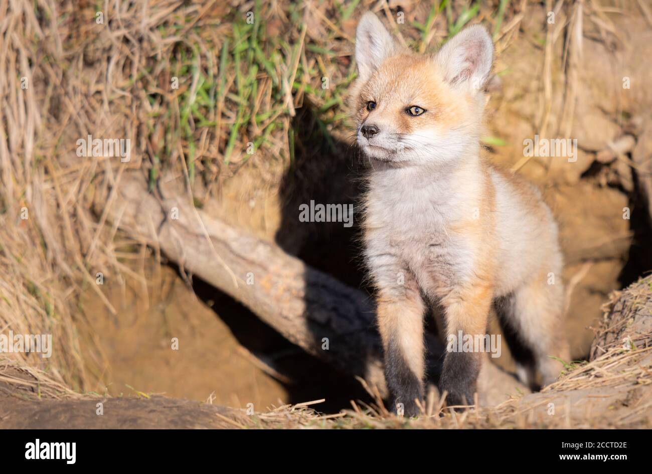Red fox kit in the wild Stock Photo - Alamy