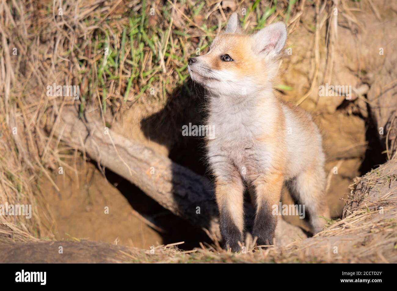 Red fox kit in the wild Stock Photo - Alamy