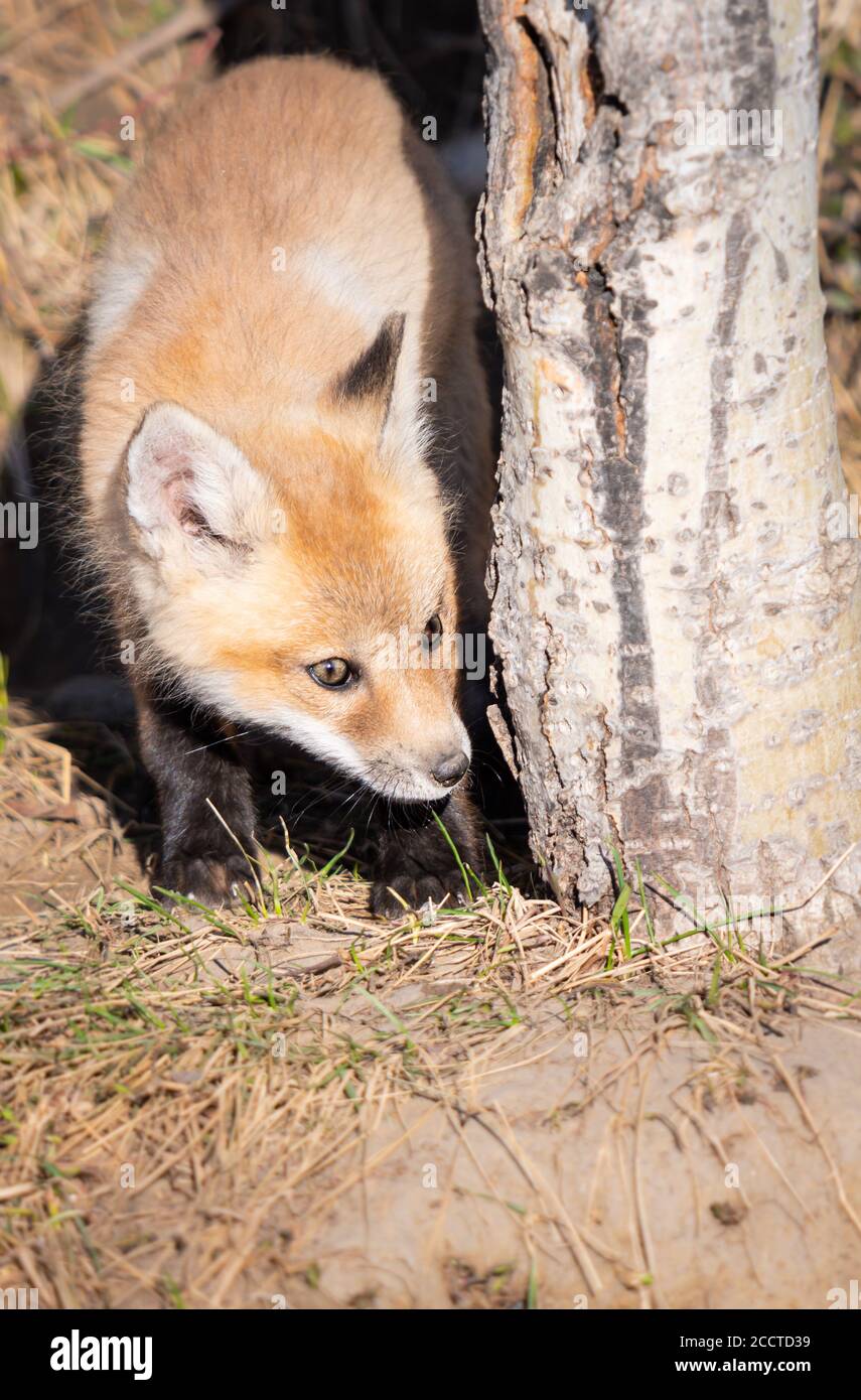 Red fox kit in the wild Stock Photo - Alamy