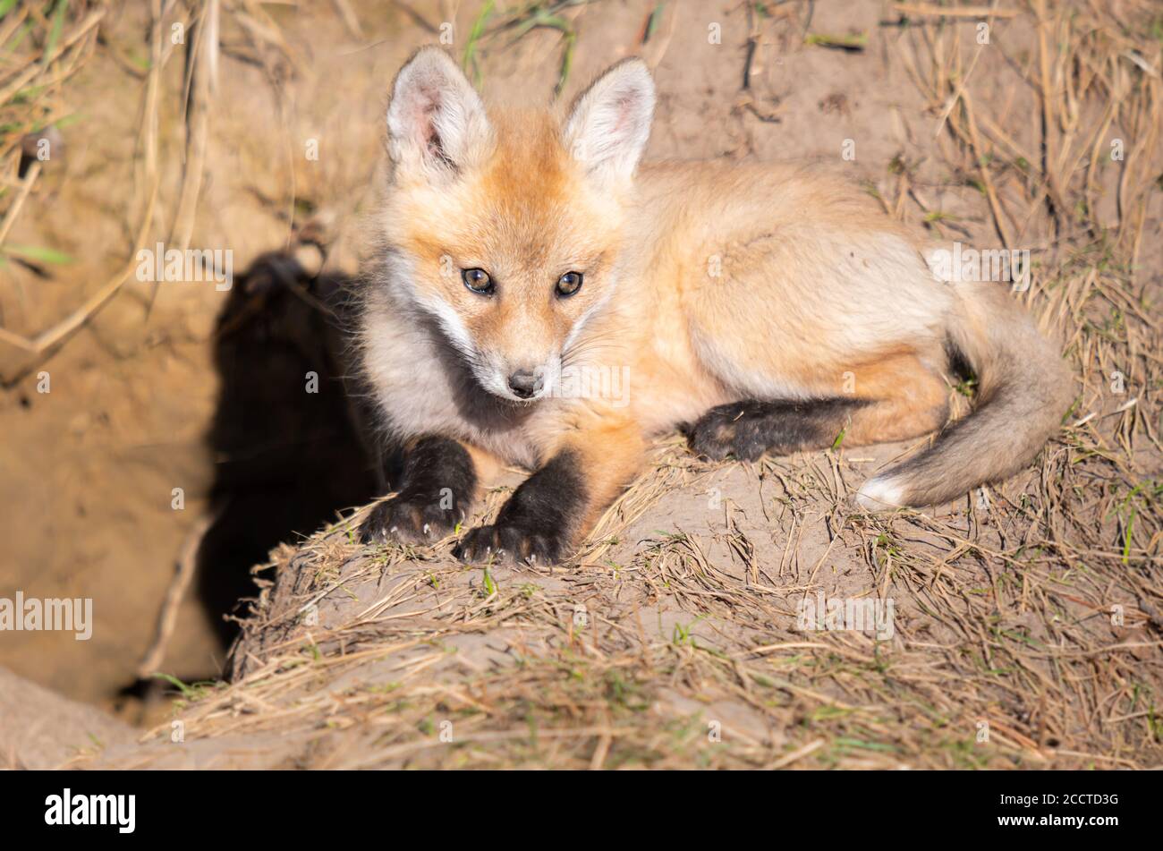 Red fox kit in the wild Stock Photo - Alamy